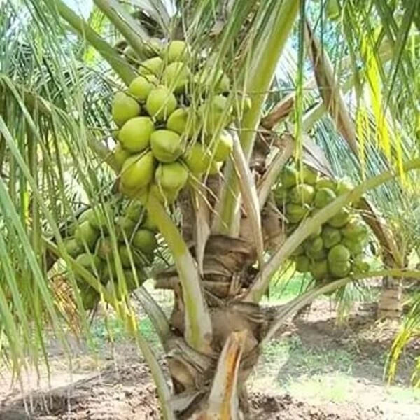 Sprouted Dwarf Green Malayan Coconuts 6–8” – Rare Fresh Certified – Co ...