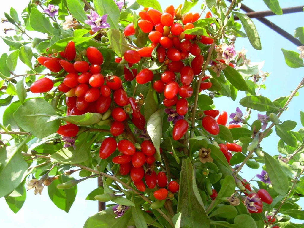 Goji Berry Cuttings - 5 Fresh Cuttings - Extra Fertile ANNY Variety ...