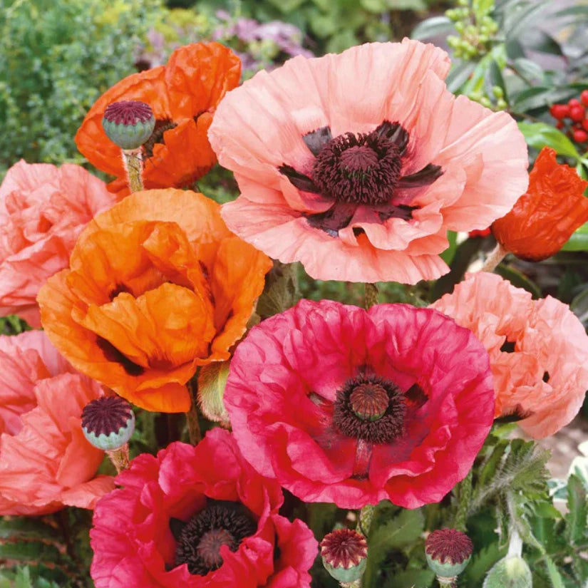 Poppy Seeds - 500 Non-GMO Mixed Colors - Perennial Papaver orientale ...