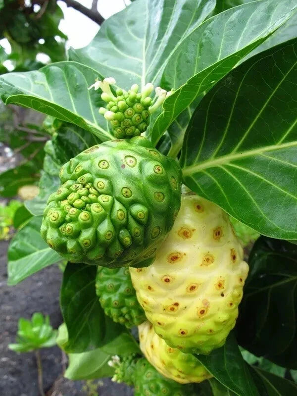Noni Seeds - 50 Pack - Morinda Citrifolia - Organic - USA Grown - Trop ...