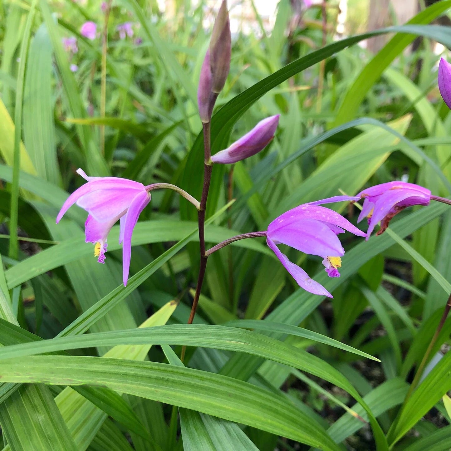 Bletilla ‘Kate’ – Hardy Ground Orchid, Live Starter Plant, Easy Perenn ...