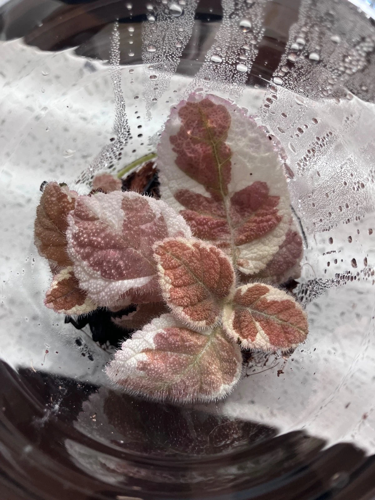 Episcia “Snow White” Variegated Flame Violet (Episcia cupreata) – Rare ...