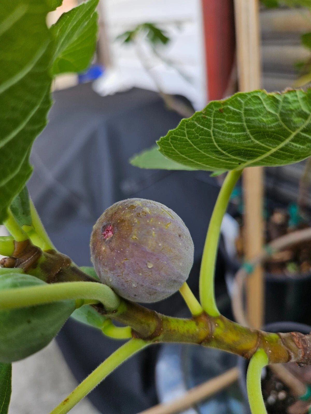 Smith Fig Cuttings - 5 Pack - Ficus carica - Includes Willow Water for ...