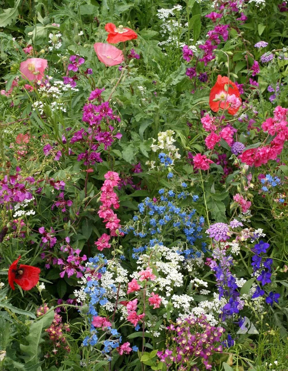 Wildflower Mix Shade 1000 Seeds Perennials 16 Species Non-GMO ...