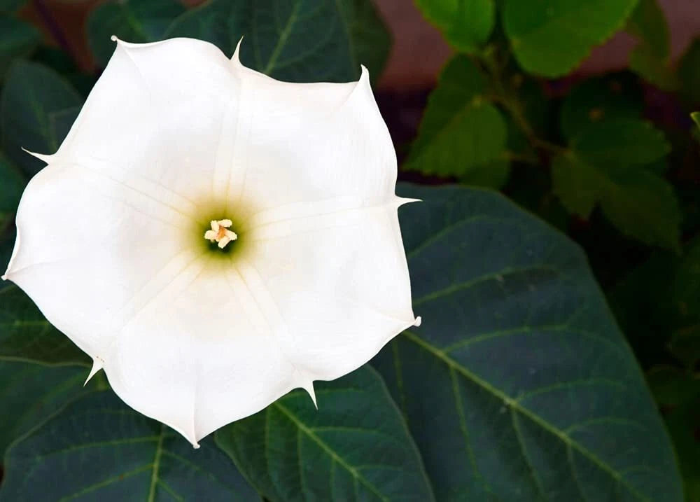 White Trumpet Bush Seeds | 20 Pack | Fragrant White Flowers | Tecoma s ...