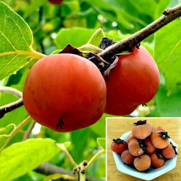 Persimmon Tree Seeds - Sugar Plum Variety - Cold Hardy Diospyros ...