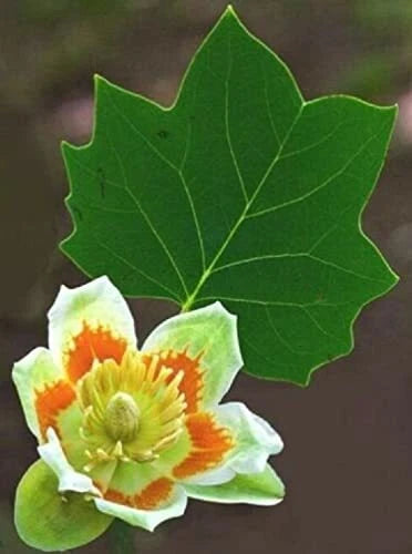 Tulip Poplar Seeds - 25 Pack - Fast Growing, Stunning Tulip-Shaped Flo ...