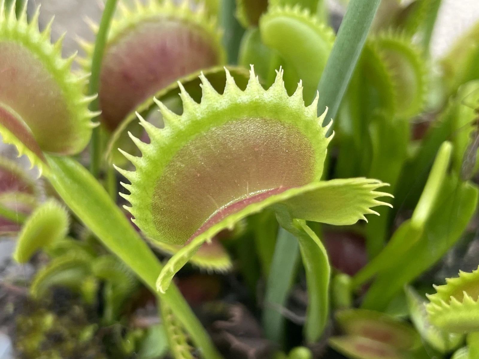 Venus Flytrap Seeds, 100 Seeds/Pk, Dionaea muscipula, June-July 2025 ...