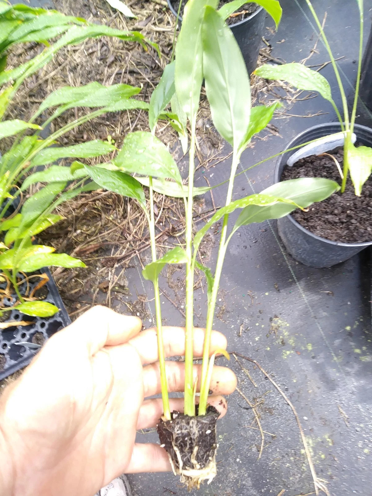 Thai Galangal Ginger Plants - 6-8" Rhizomes - 3 Potted Starter Plants ...