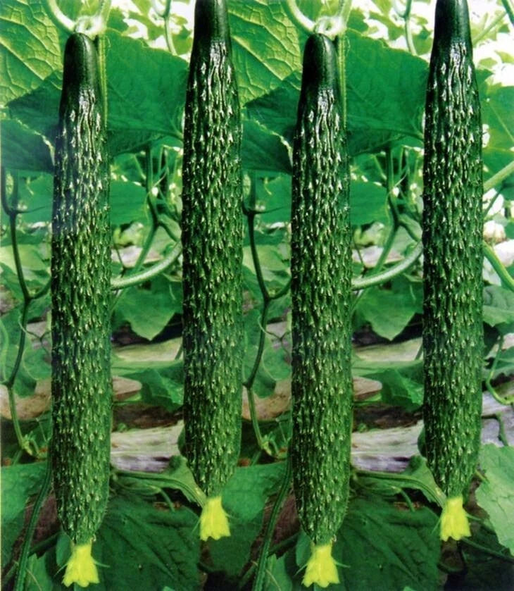 Live Chinese Cucumber Plant - 8" Fruit - Crisp & Sweet - 4" Pot - Cucu ...
