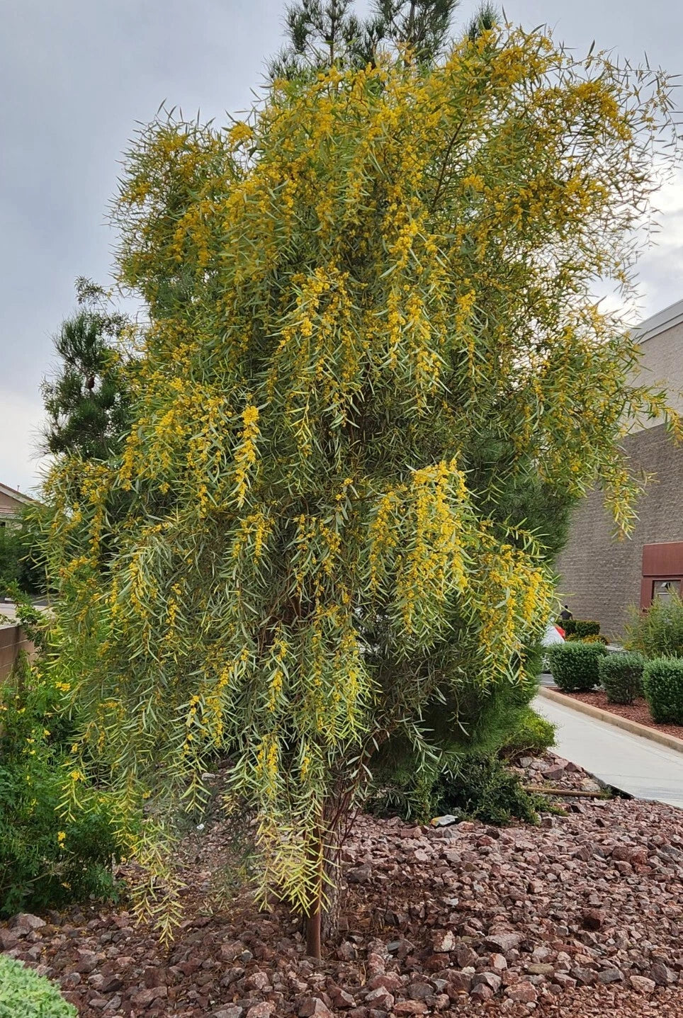 Acacia Saligna Seeds - 25 Orange Wattle Seeds - Australian Golden ...