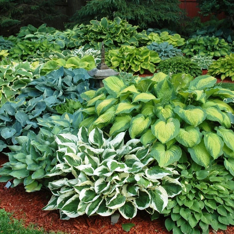 Hosta Plants Bumper Crop Mix - 10 Bare Root Varieties, Colorful Foliage ...