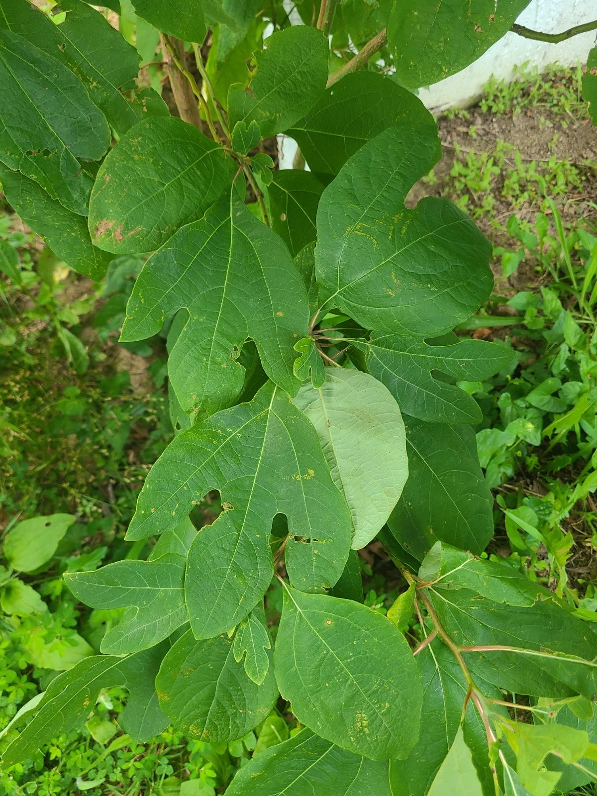 Organic Sassafras Tree - 5 Bare Root Plants 5-11" - Fresh Dug ...