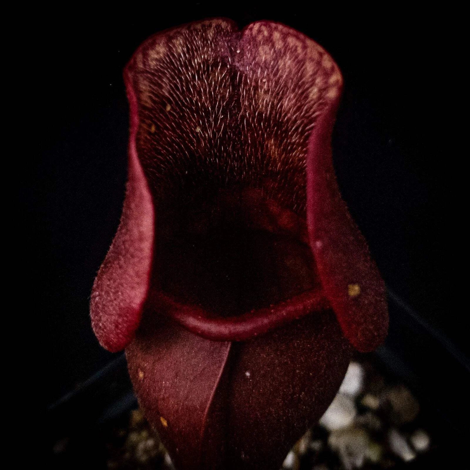 Sarracenia Purpurea Venosa Red Pitcher Plant - Carnivorous Plant with ...