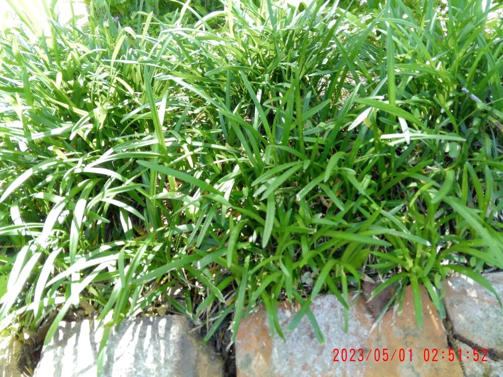 Monkey Grass Plants - 25 Pcs Bare Roots - Liriope Muscari - Ground ...
