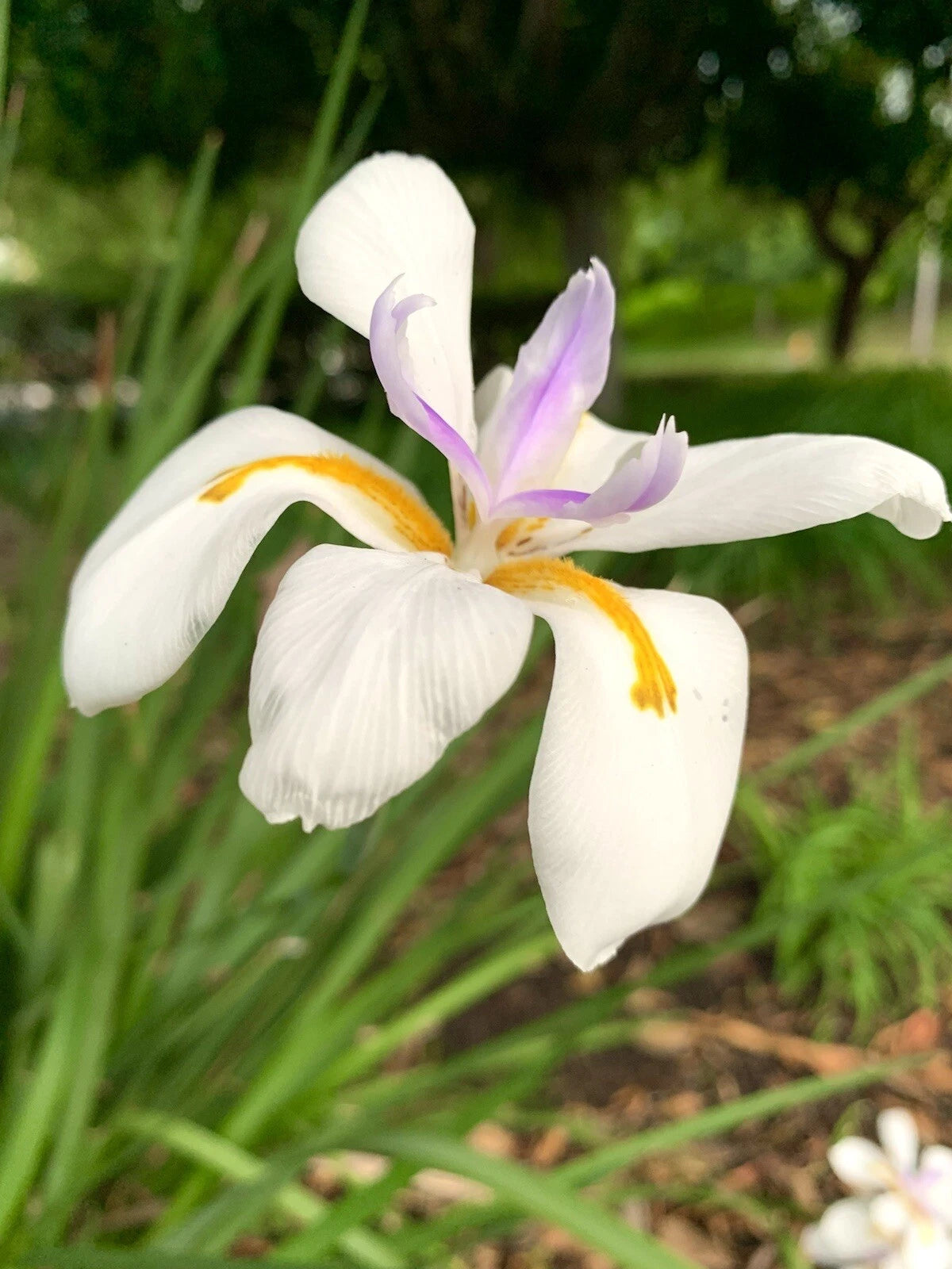 African Iris Seeds, 30 Count, Fortnight Lily, Dietes Iridioides, USA G ...