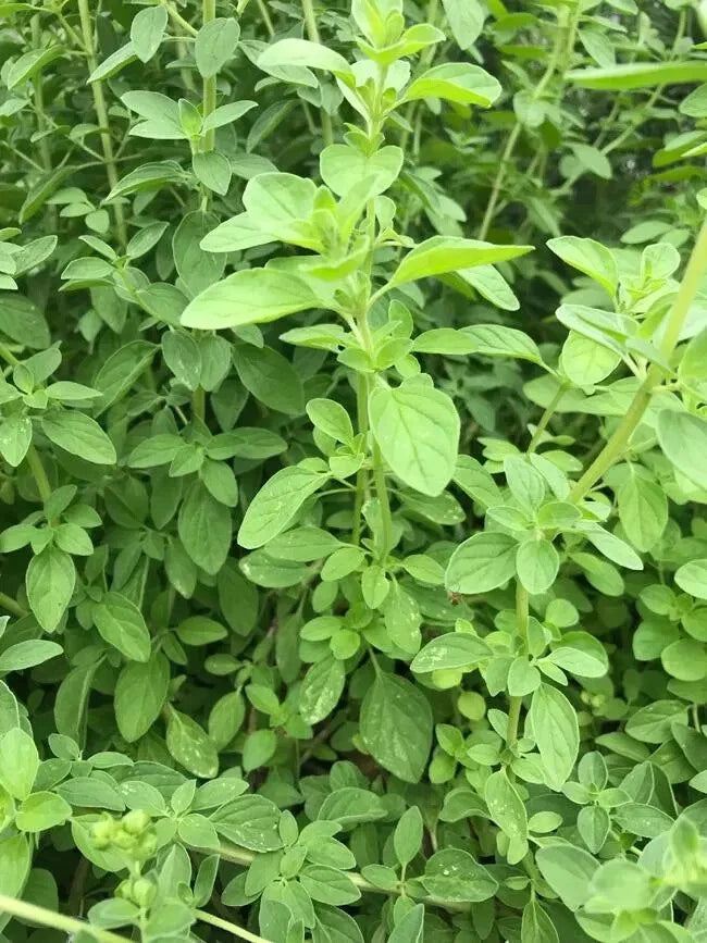 Greek Oregano Plant 4" in Pot - Origanum vulgare - Aromatic Culinary H ...