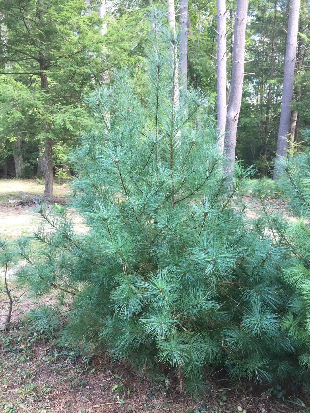 Eastern White Pine Tree Seedlings - 24"-30" Bare Root Transplants - Lot ...