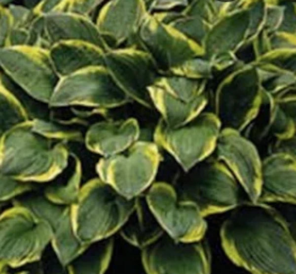 Hosta Plant - Aureomarginata - Lush Green Leaves with Yellow Edges ...