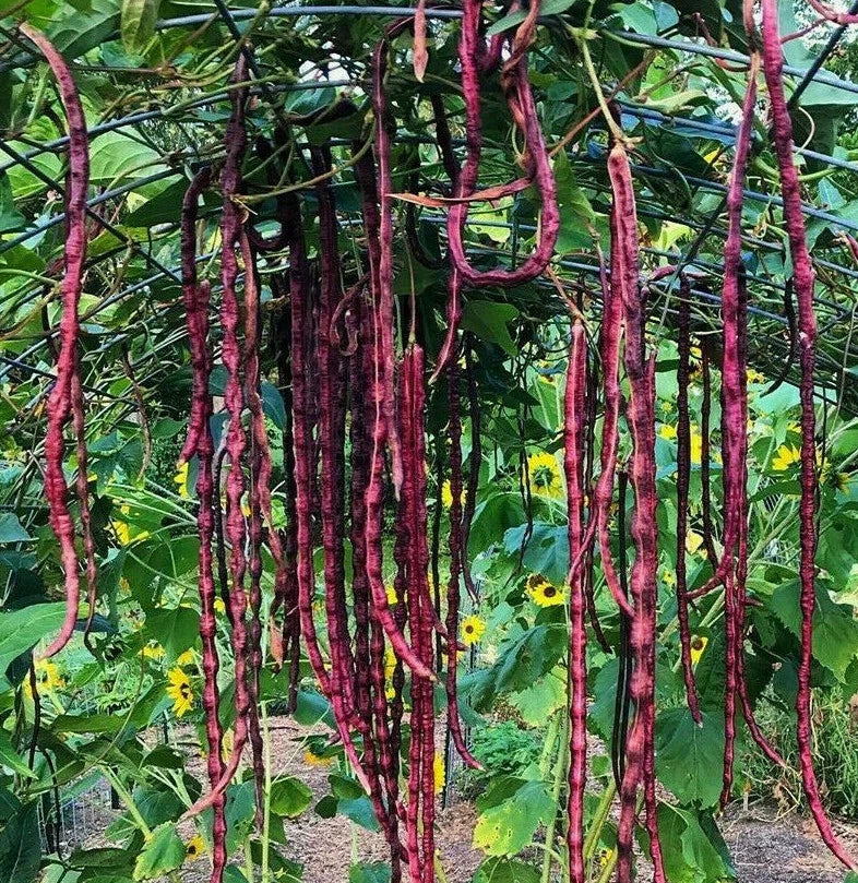 Red Noodle Yard Long Bean Seeds | Chinese Purple Cowpea | 2025 Heirloom ...