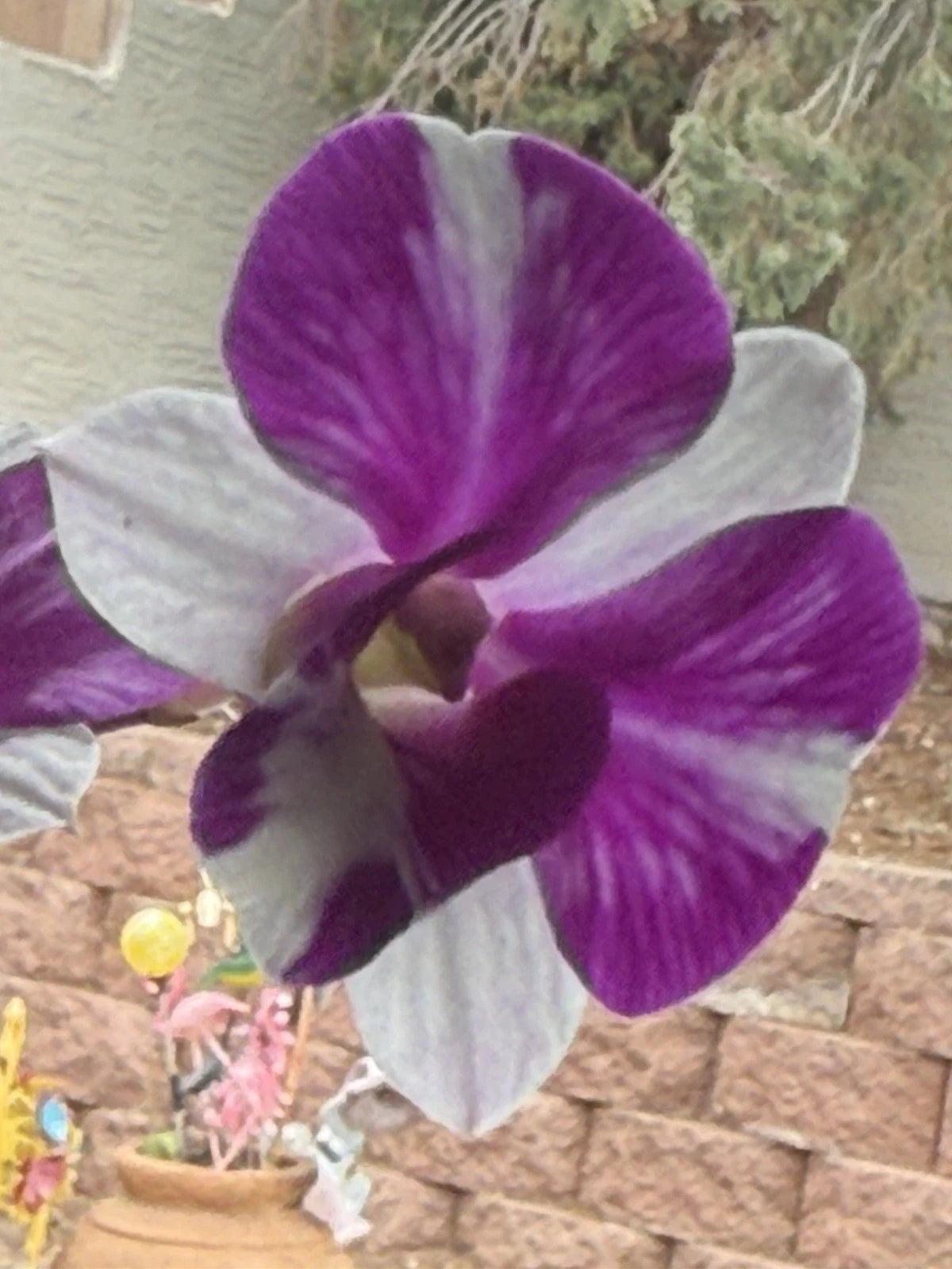 Orchid Plant Den Red Star - Short Stem, Bare Root, No Bud or Bloom ...