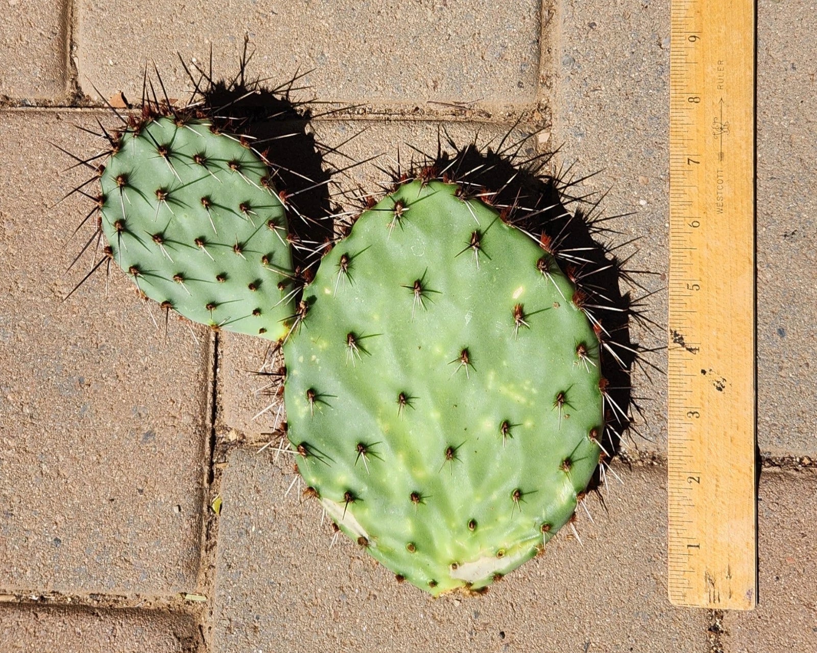 Opuntia Prickly Pear Cactus Pad Cutting - Pandale Texas Variety - Live ...