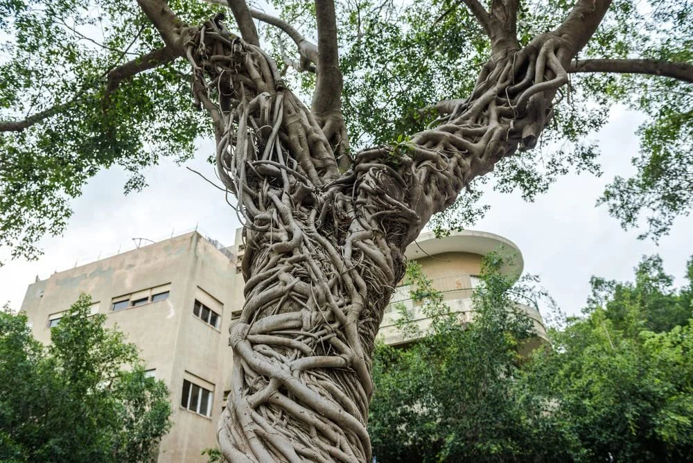 Banyan Tree Seeds - 20 Seeds Ficus benghalensis - Indian Banian for Pl ...