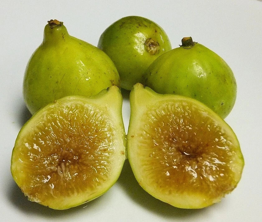 Kadota Fig Plant - Live Rooted Starter - Self-Pollinating - Ficus cari ...