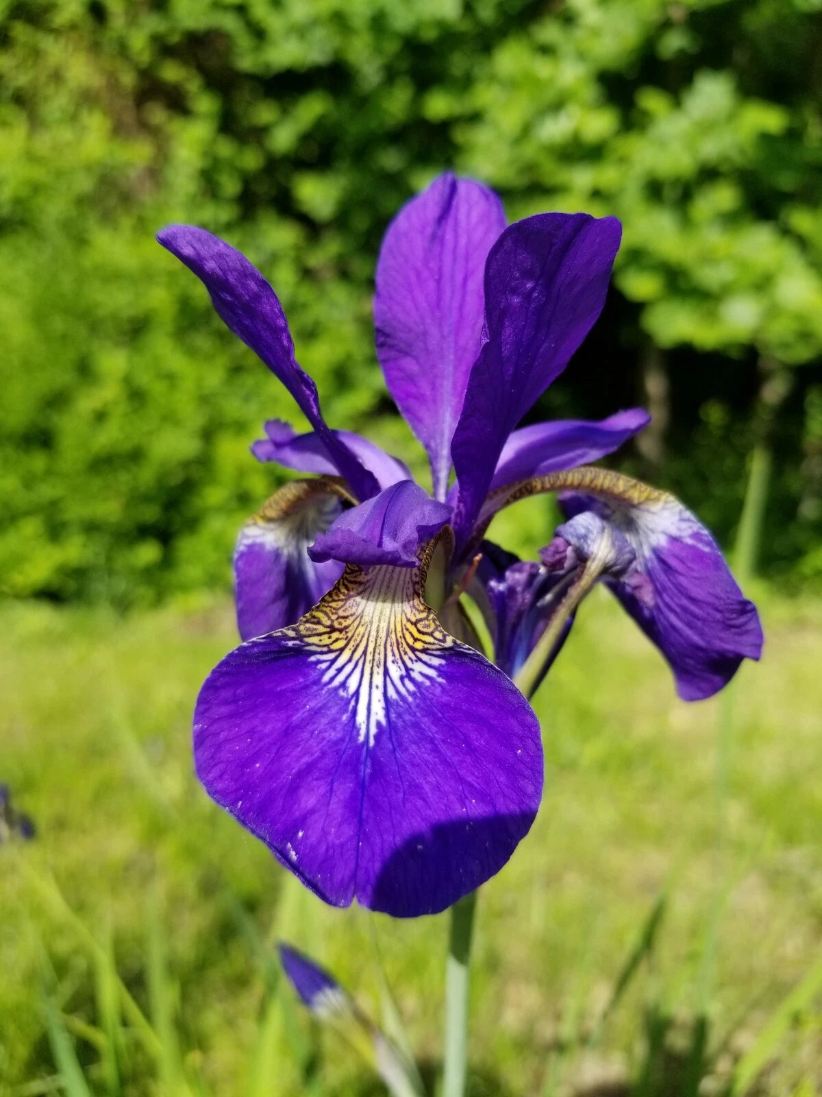 Siberian Iris Live Rhizomes - 3-5 Root Clump - Blue/Violet - Iris sibi ...