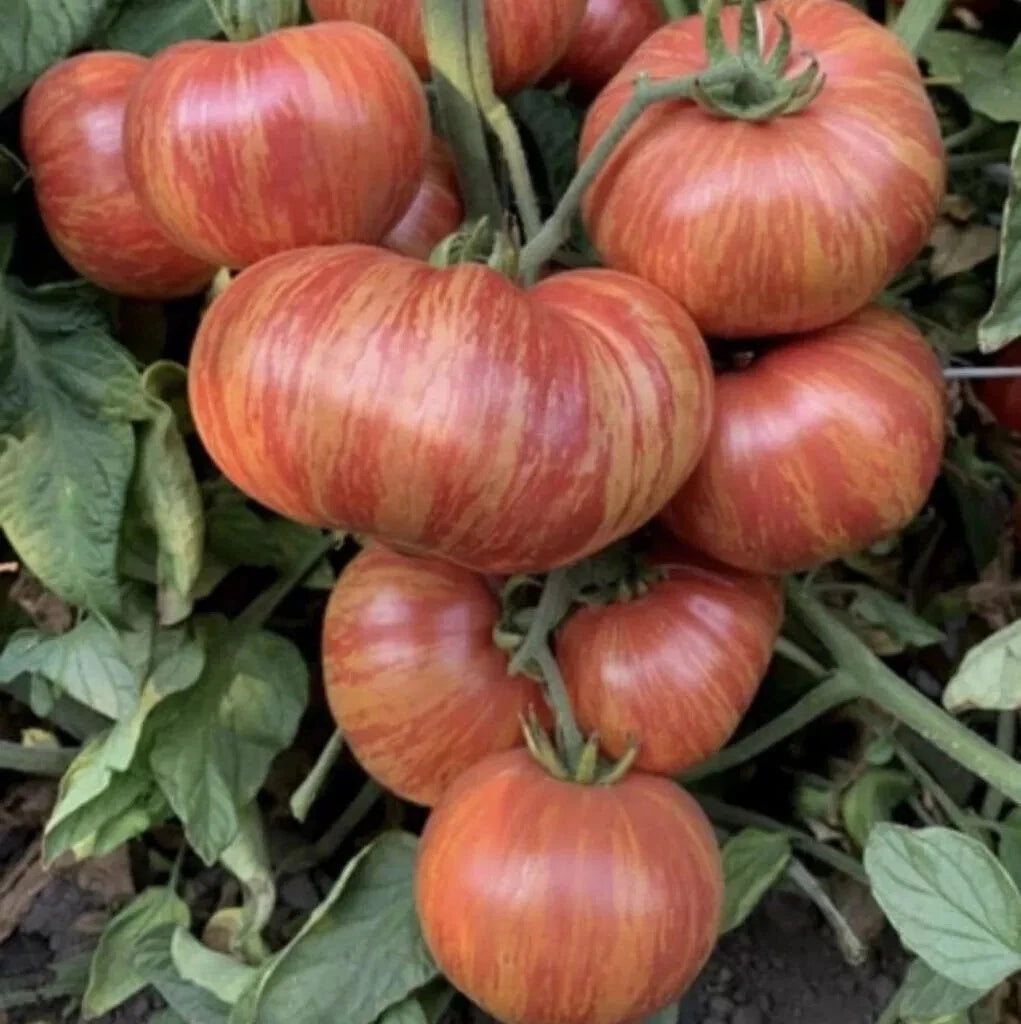 Vintage Wine Striped Tomato Seeds - Heirloom Beefsteak Variety - 120 ...