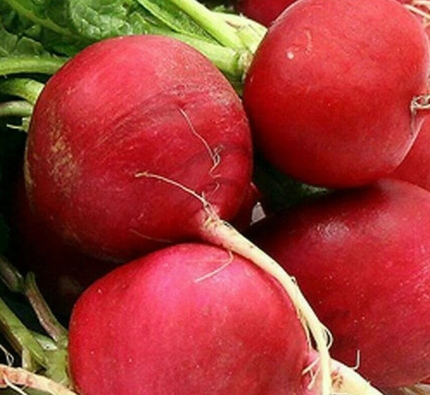German Giant Radish Seeds 200+ Count - Culinary Garden Vegetables - Ra ...