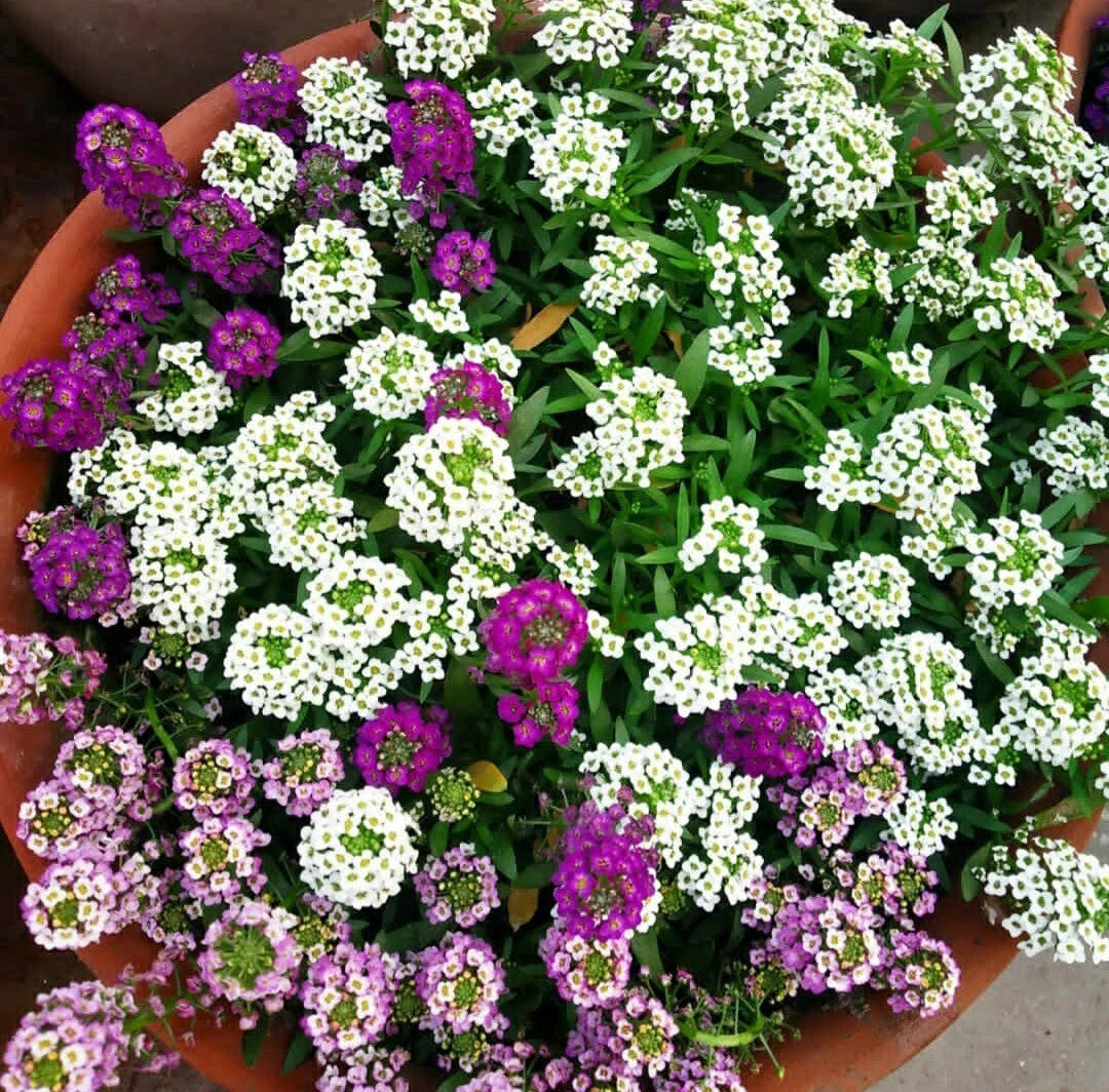 Sweet Alyssum Flower Seeds - 50 Count Color Mix - Low-Growing Annuals ...