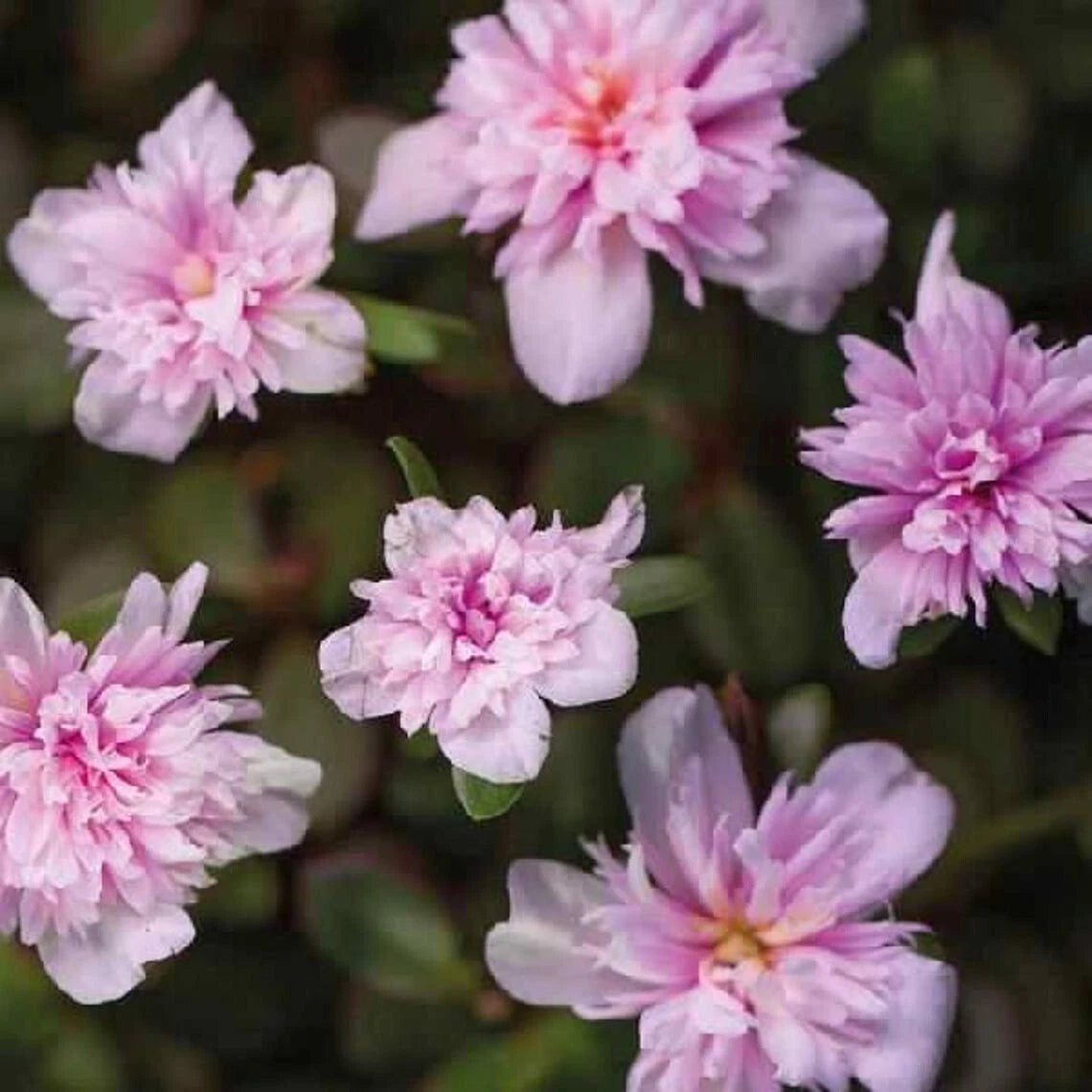 Moss Rose Live Plants - Portulaca Seaglass Double Pink - Well-rooted ...