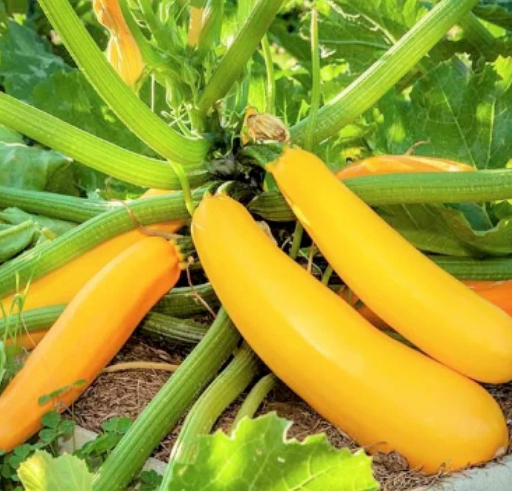 Golden Zucchini Seeds | Heirloom Yellow Summer Squash | Courgette Kousa ...