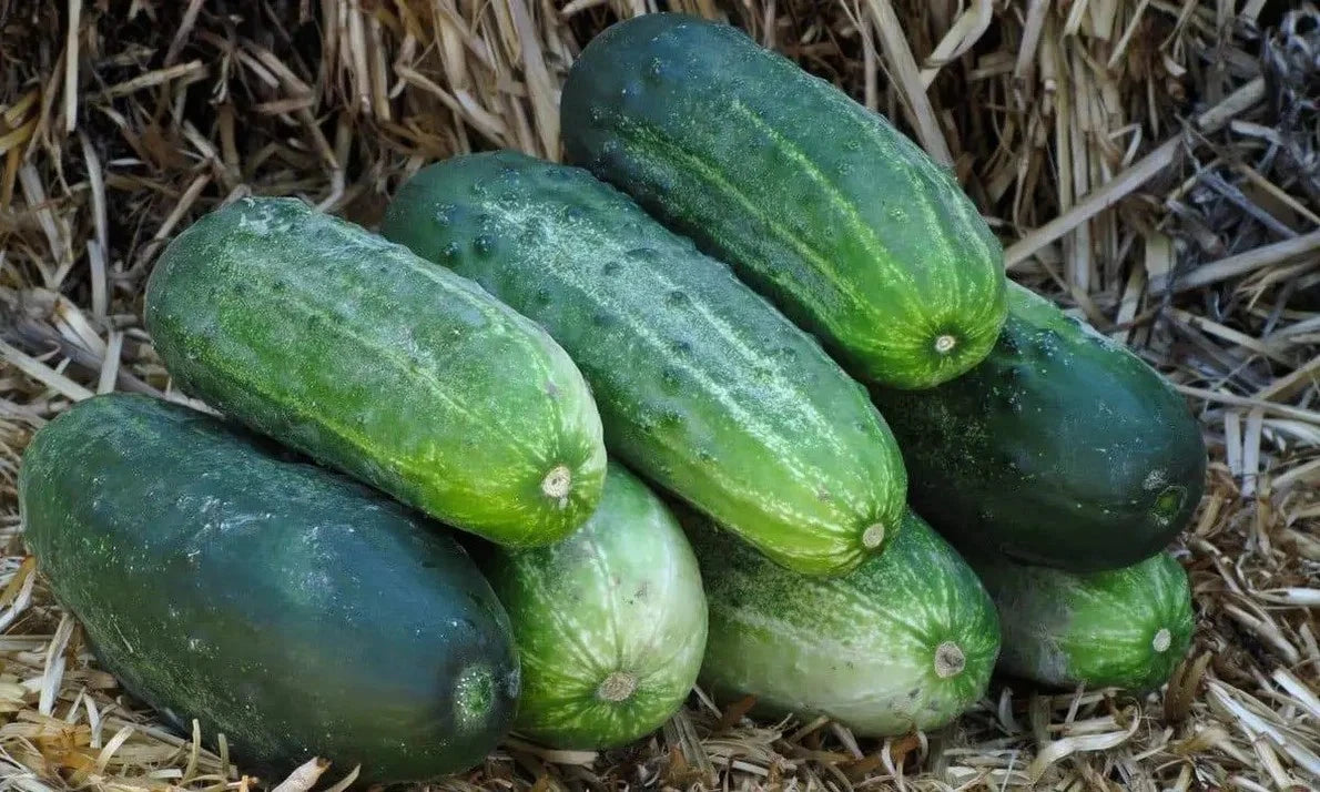 Spacemaster 80 Cucumber Seeds - Organic Heirloom, Non-GMO, 100+ Seeds ...