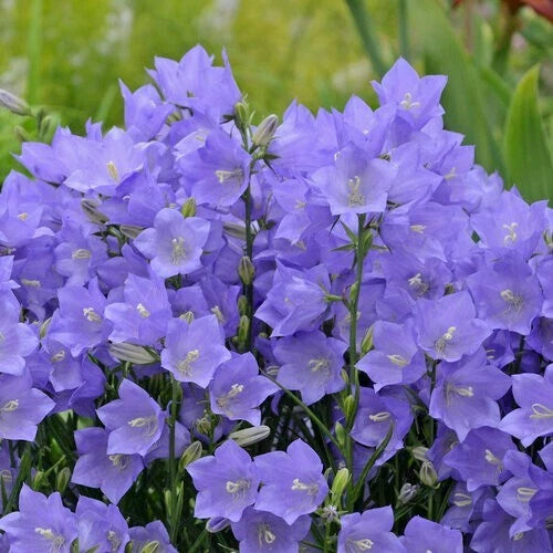 Campanula Bellflower Perennial Plant - Vibrant Blue Flowers for Garden ...