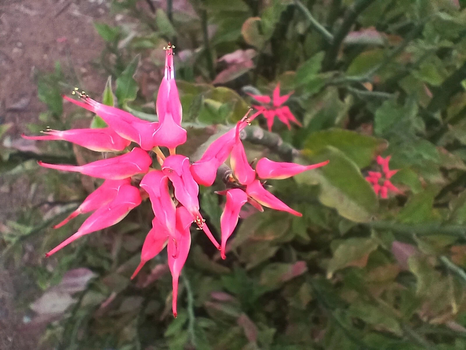 Fresh Cuttings 4x12” Devil's Backbone Succulent with Slipper Pink ...