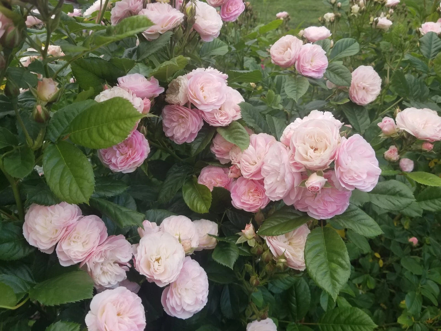 Unrooted Stem Cuttings - Bouquet Parfait Rose - Rosa 'Bouquet Parfait ...