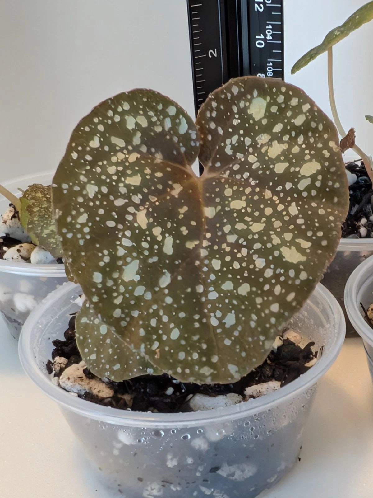 Begonia Plant - 'Moona' - Hybrid Variety - Begonia curtisii 'Galaxy' x ...