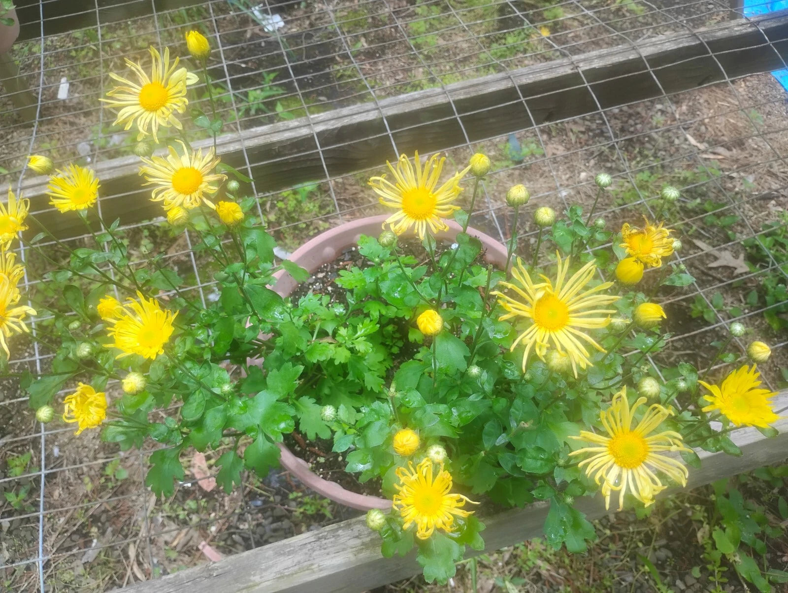 Well Rooted Mammoth Quilled Yellow Mums - Hardy Perennials ...