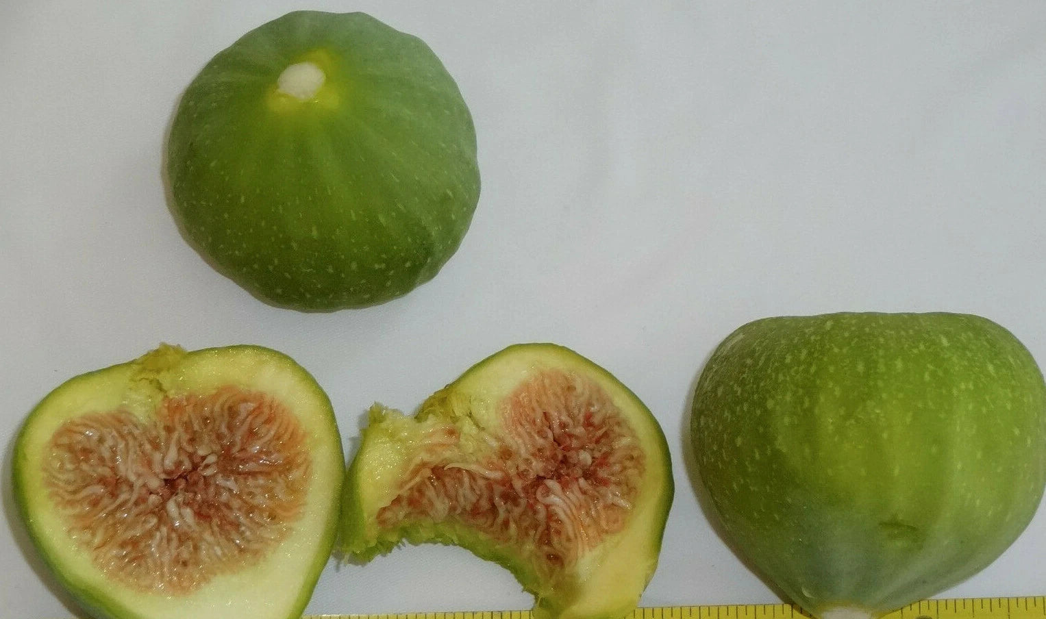 Green Ischia Fig Tree Cuttings - 3 Healthy Cuttings - Ficus carica ...
