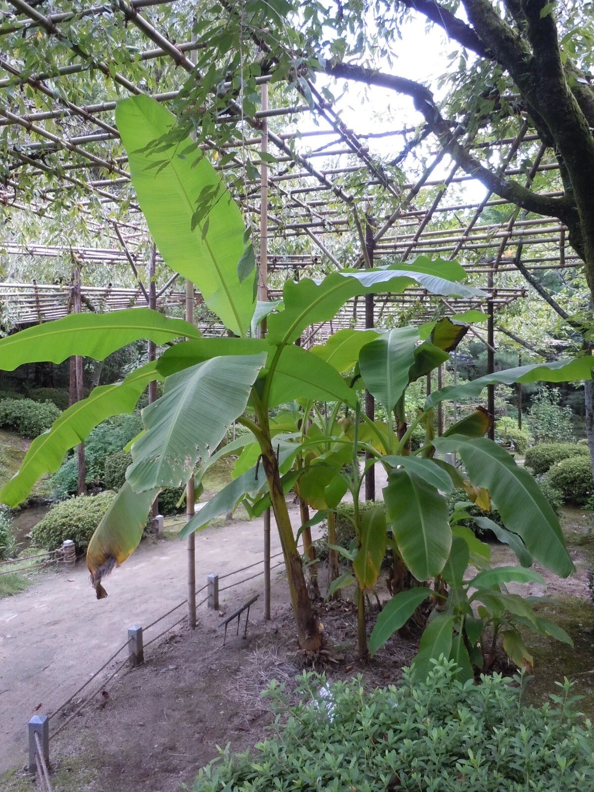 Musa Basjoo Banana Tree - Cold Hardy Variety - Tropical Plant for ...
