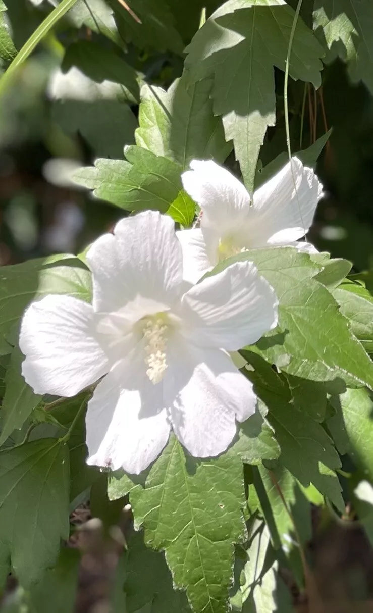 Rose of Sharon Hibiscus Live Plant 12"+ Tall Solid White Flowers, Hibi ...