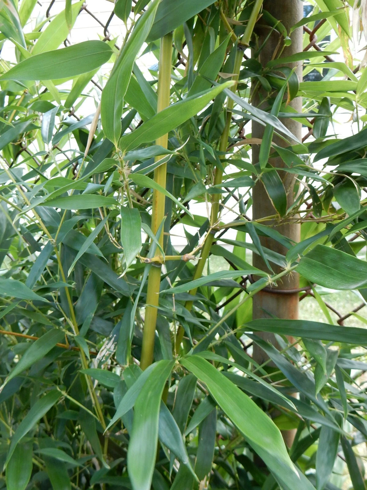 Fargesia Robusta "Wolong" Bamboo - 12" Plant - Hardy Clumping Bamboo ...
