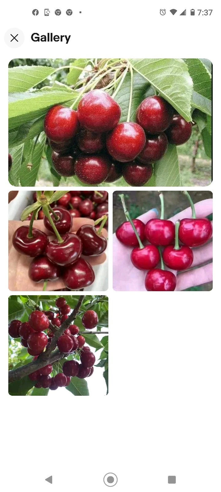 Black Cherry Seeds 15 Pack | Sweet Edible Fruit | Prunus serotina | US ...