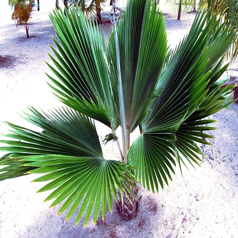 Fiji Fan Palm Tree Seeds - 10 Pack - Fast Growing Tropical Plant ...