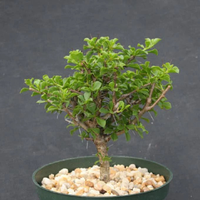 Rare Bonsai Cactus Plant 6" Pereskia portulacifolia Abrojo Cacti ...