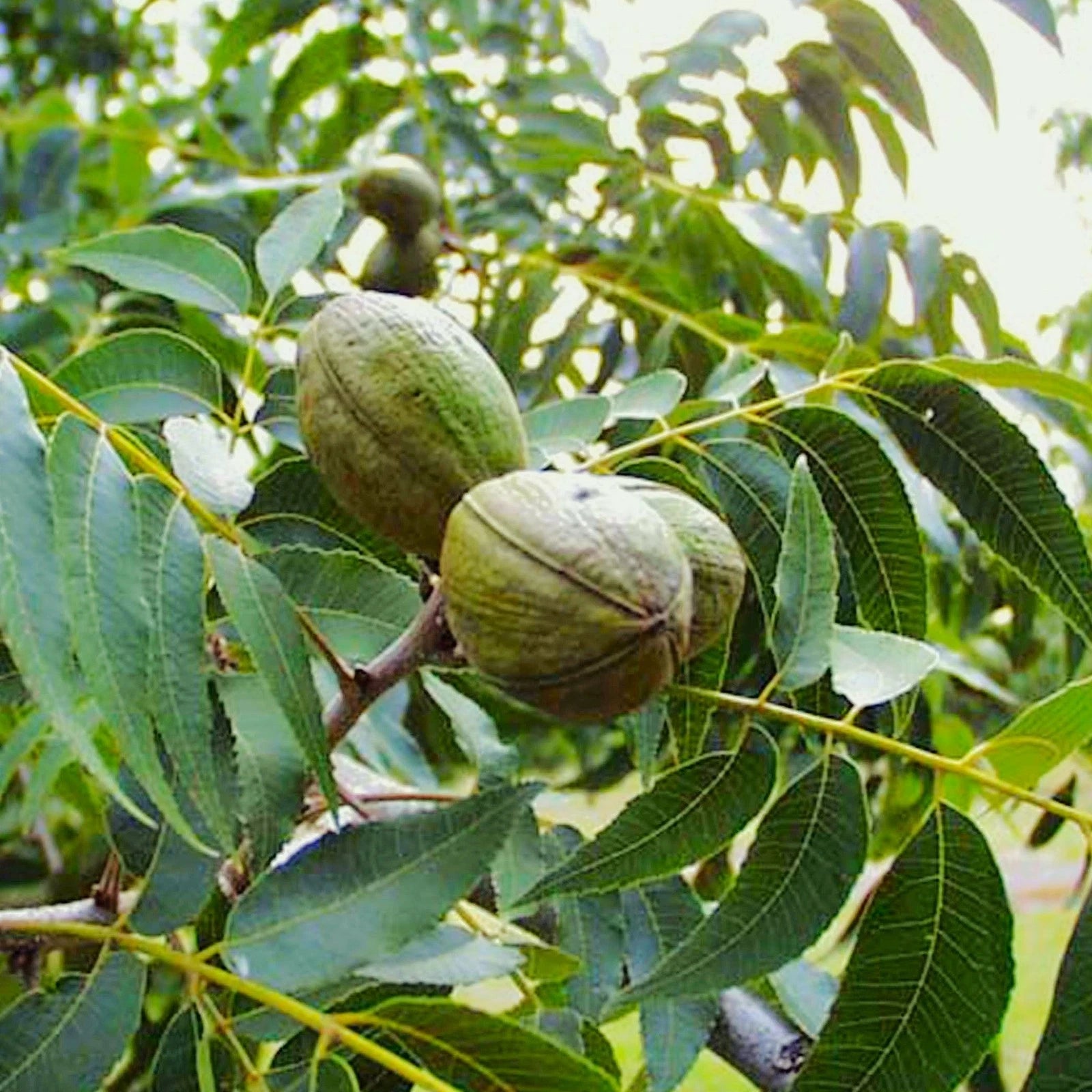 Pecan Tree Seeds - Carya Illinoensis - Illinois Nut Pecans - Ideal for ...