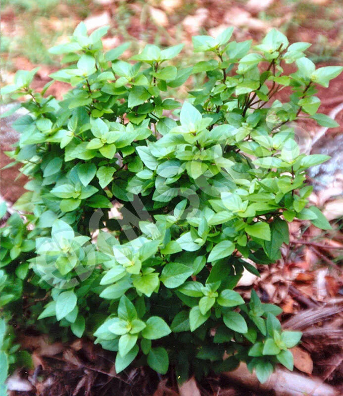 Dwarf Greek Basil Plant - RARE Non-GMO Varieties - Sizes Available - O ...