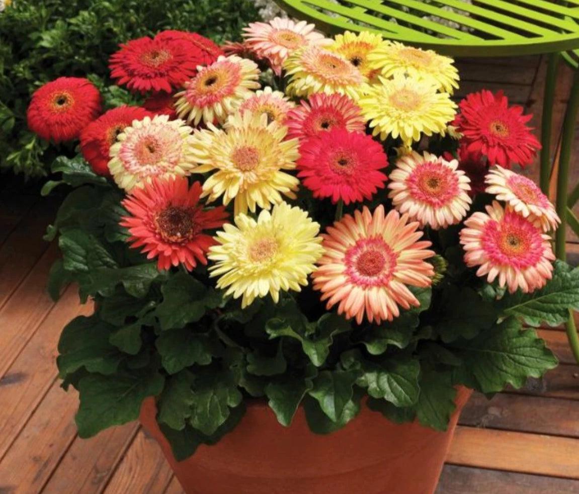 Gerbera Cartwheel Strawberry Twist Live Annual Plants, 5 Baby Plugs, S ...